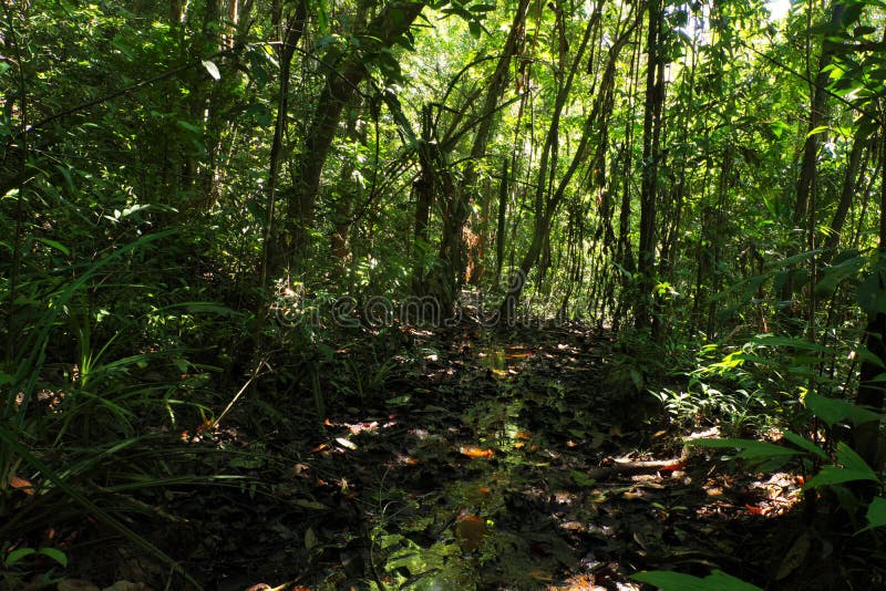 Landscape of Moist Evergreen Forest Stock Image - Image of peaceful ...