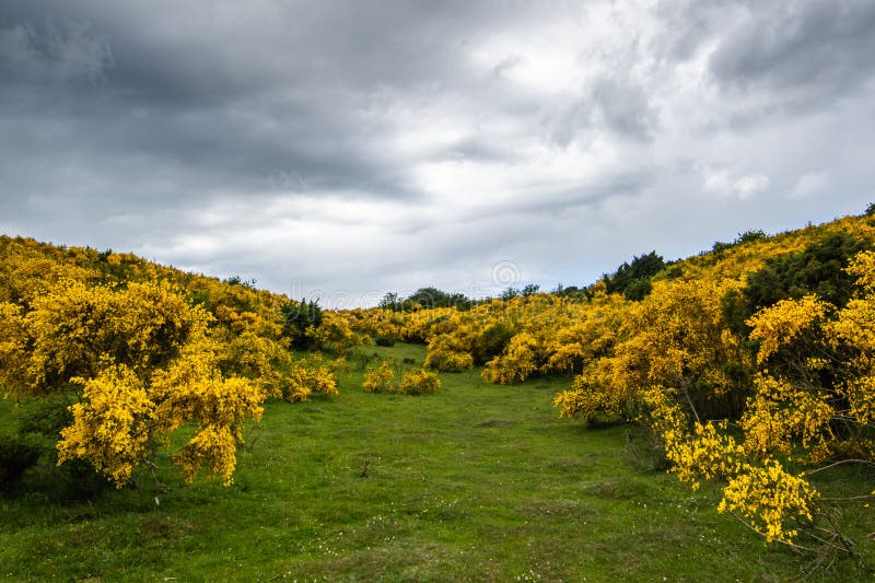 Landscape of Mols Bjerge National Park Stock Photo - Image of mols ...