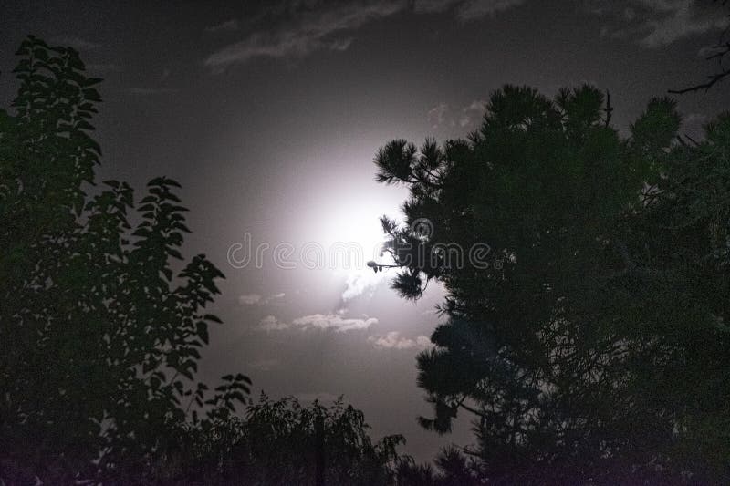 Night Landscape Trees and the Moon Stock Image - Image of satellite ...