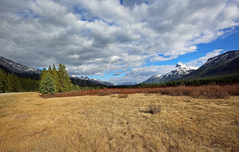 Moose meadows stock photo. Image of forest, attraction - 145584198