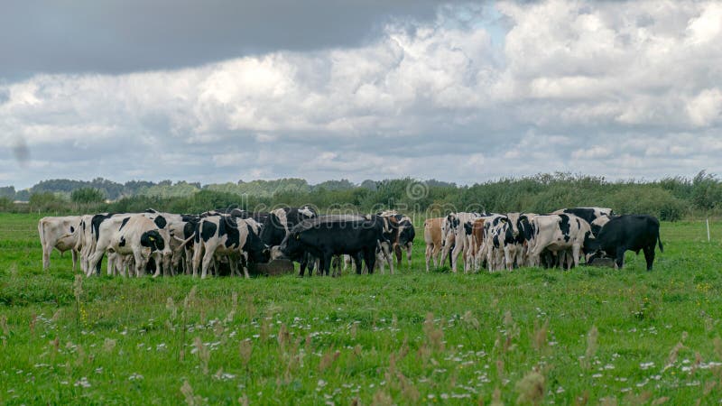 Landscape with Mottled Cows, a Herd of Black and White Cows Feeding in ...