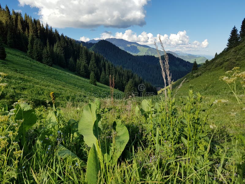 Mountain forest. stock image. Image of clouds, mountain - 186809347