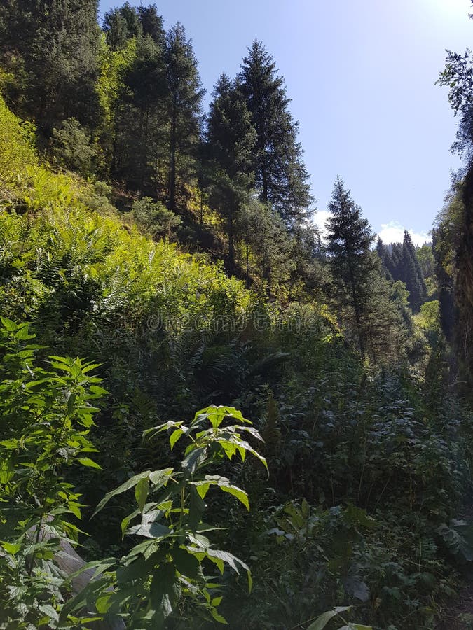 Forest in the mountains. stock image. Image of light - 193458341