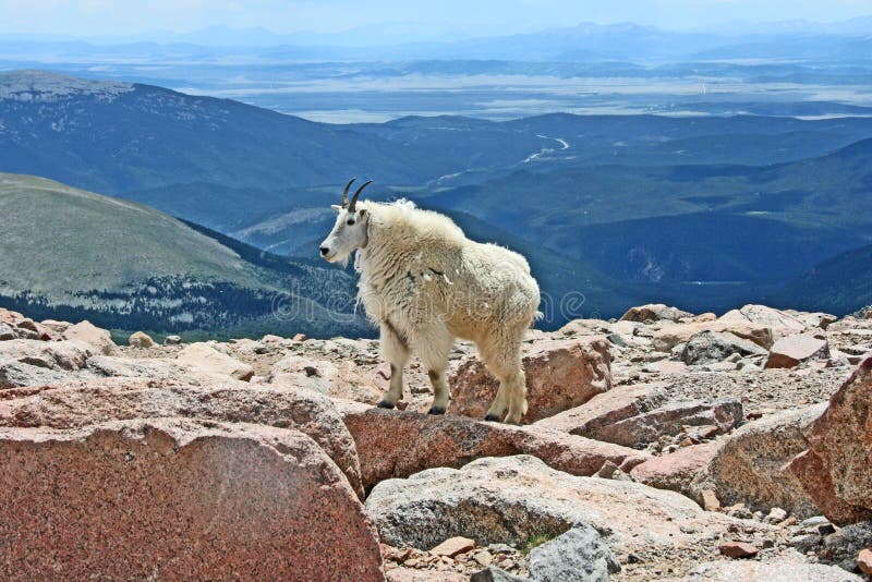 Landscape with the Mountain Goat Stock Image - Image of wildlife ...