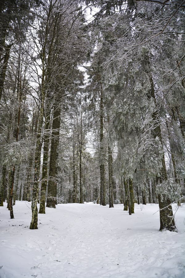 Clipart Winter Sun Stock Photos - Free & Royalty-Free Stock Photos from ...