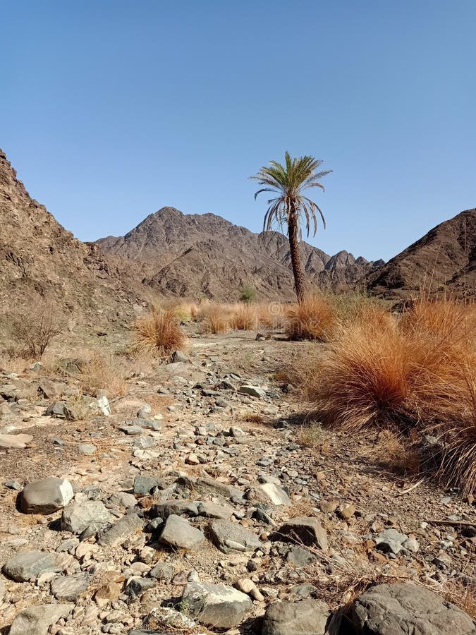 Landscape Mountain and the Palm Tree Stock Image - Image of hill ...