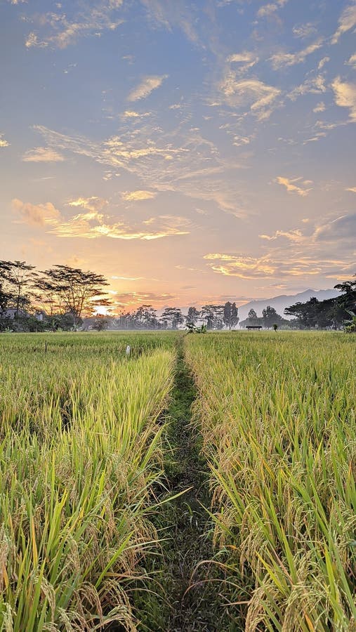 Landscape of Mountain Rice Fields and Sky in the Evening Stock Image ...