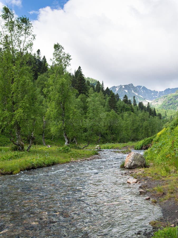 Landscape Mountain River with Meadow and Birch Trees Stock Image ...