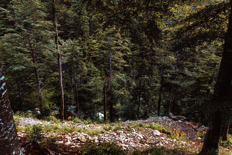 Landscape, Mountains and Forest Background. Stock Photo - Image of ...