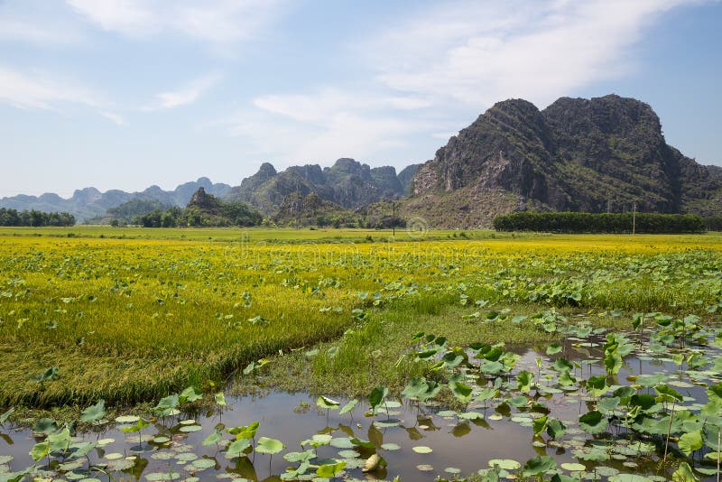 Landscape with Mountains, Rice Fields and River Stock Photo - Image of ...