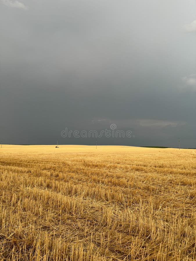 Yellow Wheat Field Against the Blue Sky. Stock Photo - Image of nature ...