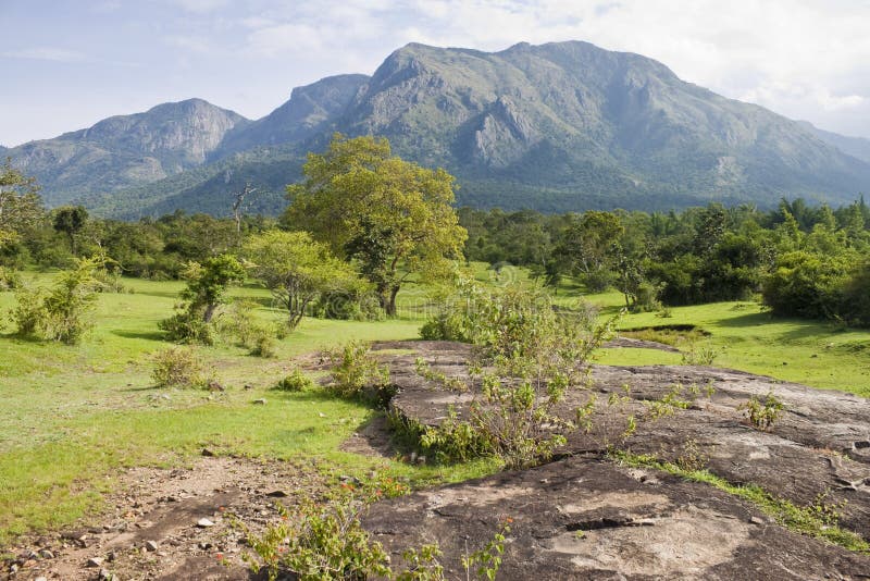 Landscape in Mudumalai National Park Stock Image - Image of mudumalai ...