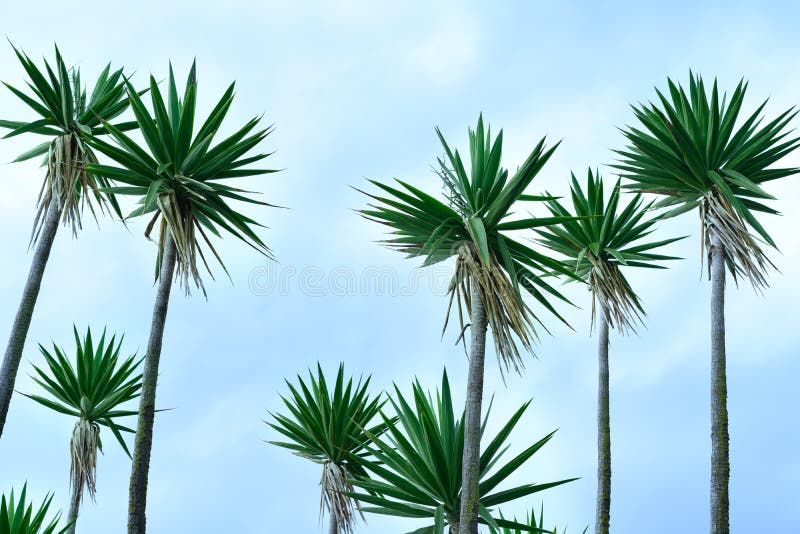 Landscape of Multiple Small Palm Trees in Sky Stock Image - Image of ...