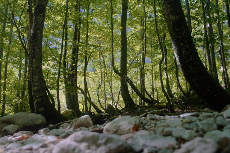 Landscape with a Multitude of Rocks in the Foreground and a Dense ...