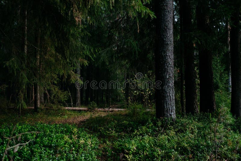 Landscape. Mysterious Northern Forest after Sunset on an Autumn Evening ...