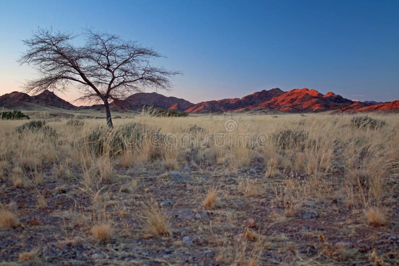 Landscape in Namibia stock photo. Image of namibia, grass - 12936158