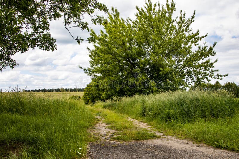 Landscape Narrow Dirt Road among Green Trees Stock Photo - Image of ...