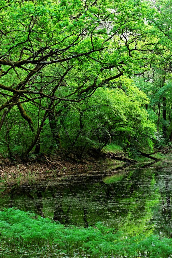 Landscape in National Park Lunca Muresului Stock Image - Image of trees ...