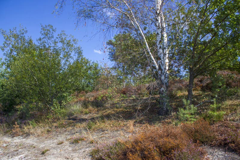 Landscape in National Park Maasduinen, the Netherlands Stock Image ...