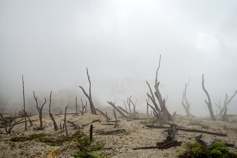 Landscape of Natural Elements, Burnt Forest in Fog and Smoke Stock ... Landscape of Natural Elements, Burnt Forest in Fog and Smoke Stock ...