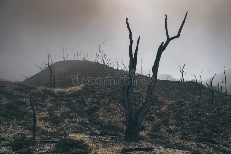 Landscape of Natural Elements, Burnt Forest in Fog and Smoke Stock ... Landscape of Natural Elements, Burnt Forest in Fog and Smoke Stock ...