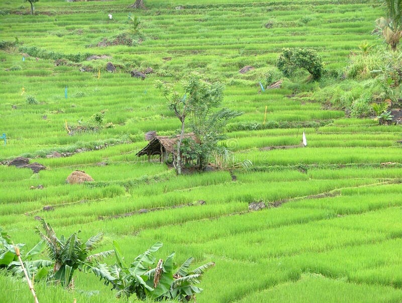 Landscape Natural Hill Below Green Fields in Balangoda. Stock Photo ...