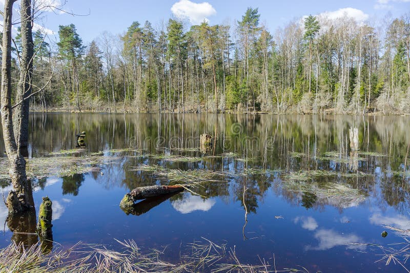 Landscape Natural Reservoir, Forest Lake among Trees Stock Image ...