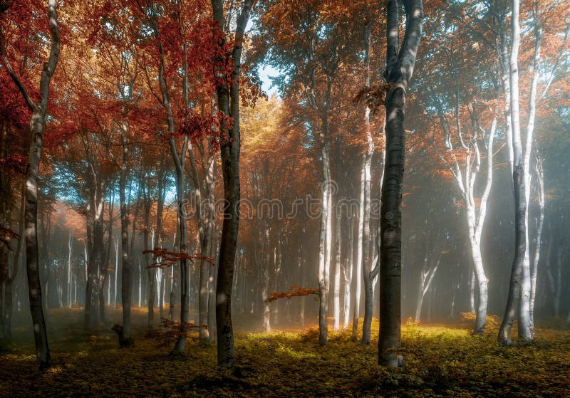 Forest stock image. Image of eery, mist, forest, leaves - 183933017