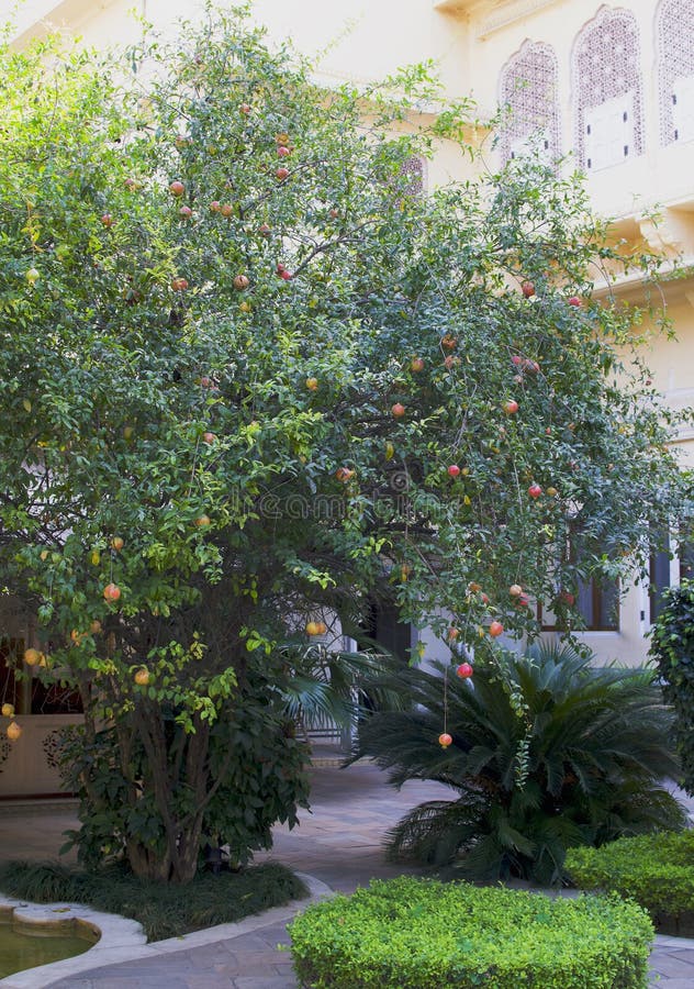 Landscape of Nature of a Fruit Tree of Grenades Stock Image - Image of ...