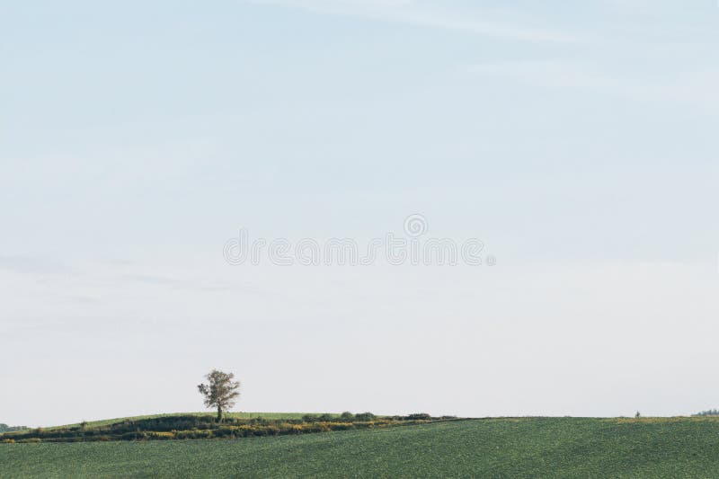 Landscape Nature Grass Field and One Tree on Blue Sky Stock Image ...