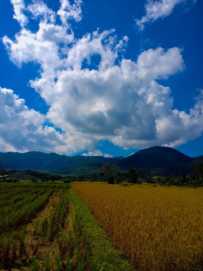 Rice field gold color stock image. Image of rice, mountain - 131807633