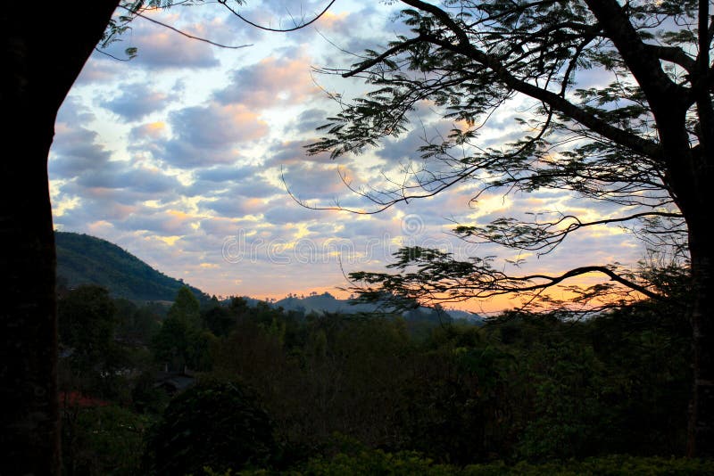 Shadow tree evening sky stock photo. Image of leaves - 117187820