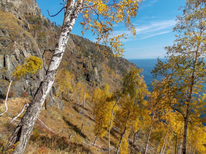 In a Birch Grove on the Slope of the Seaside Ridge. Stock Image - Image ...