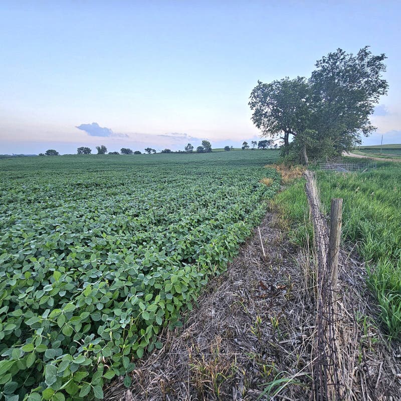 Landscape of Nebraska Soybean Field at Sunset Stock Image - Image of ...