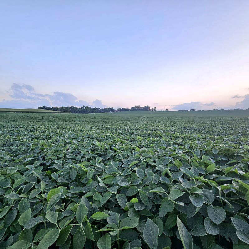 Landscape of Nebraska Soybean Field at Sunset Stock Photo - Image of ...