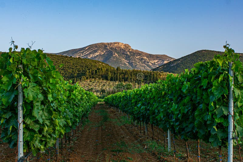 Landscape in Nemea stock photo. Image of landscape, valley - 324300700