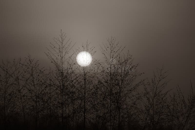 A Night Scene of the Moon Over the Trees in the Forest Stock Photo ...