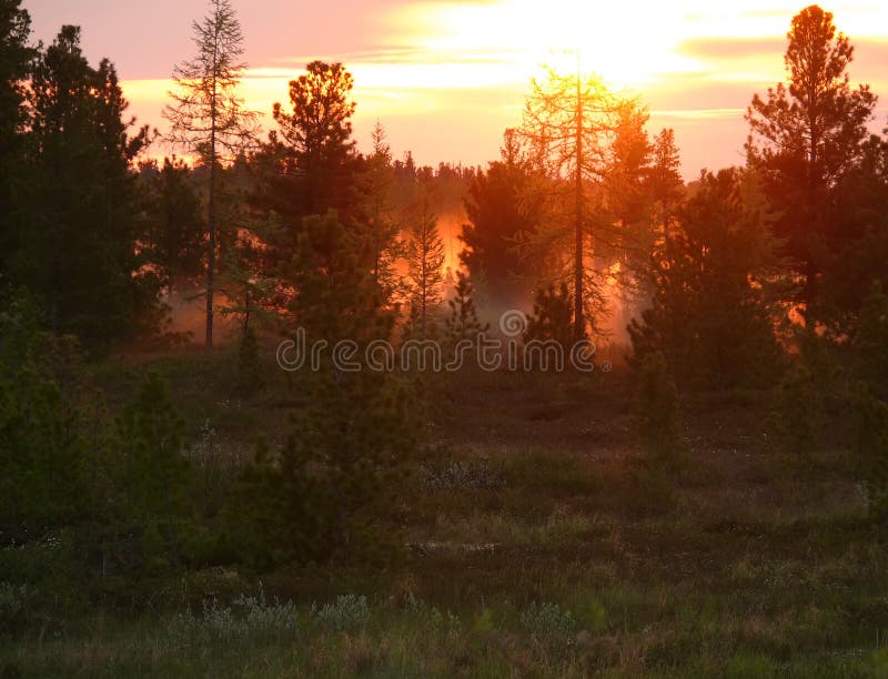 The Landscape of the Northern Nature. Forest at Sunset. Stock Image ...