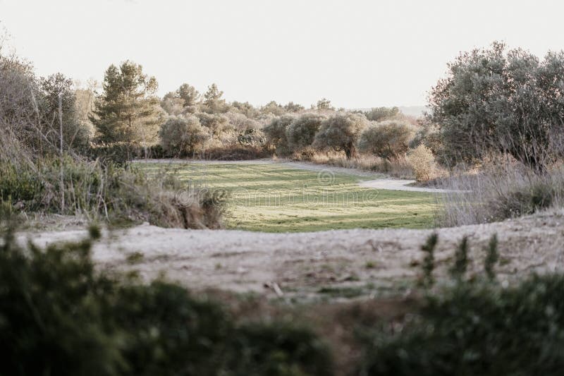 Landscape of Northern Spain with Olive Trees and Grass Stock Image ...