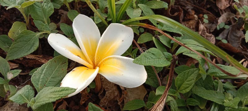 Landscape Objects of Jasmine Flower Plants Taken in the Garden Area ...