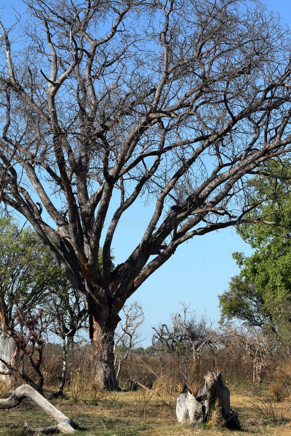 Landscape in the Okavango Delta in Botswana Stock Photo - Image of ...