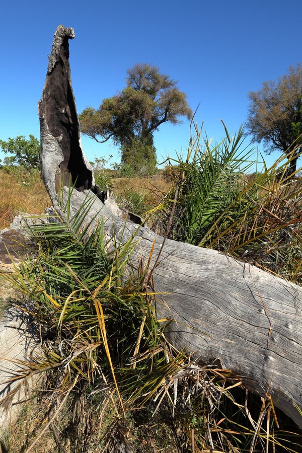 Landscape of the Okavango Delta in Namibia Stock Image - Image of ...