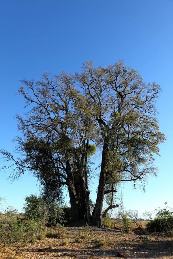 Landscape of the Okavango Delta in Namibia Stock Photo - Image of ...