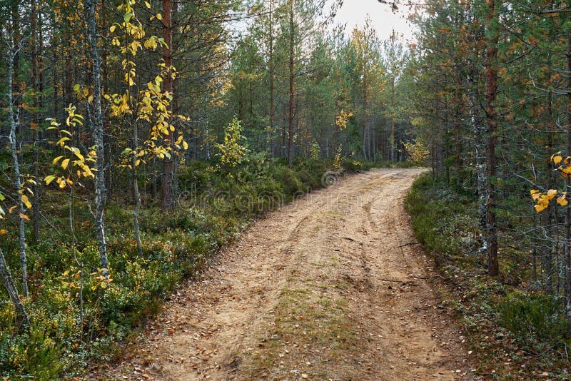 Landscape of an Old Forest with a Dirt Road Stock Image - Image of ...
