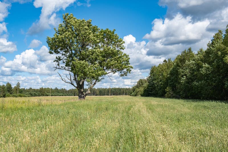 Landscape with an Old Tree in the Field Stock Photo - Image of blue ...
