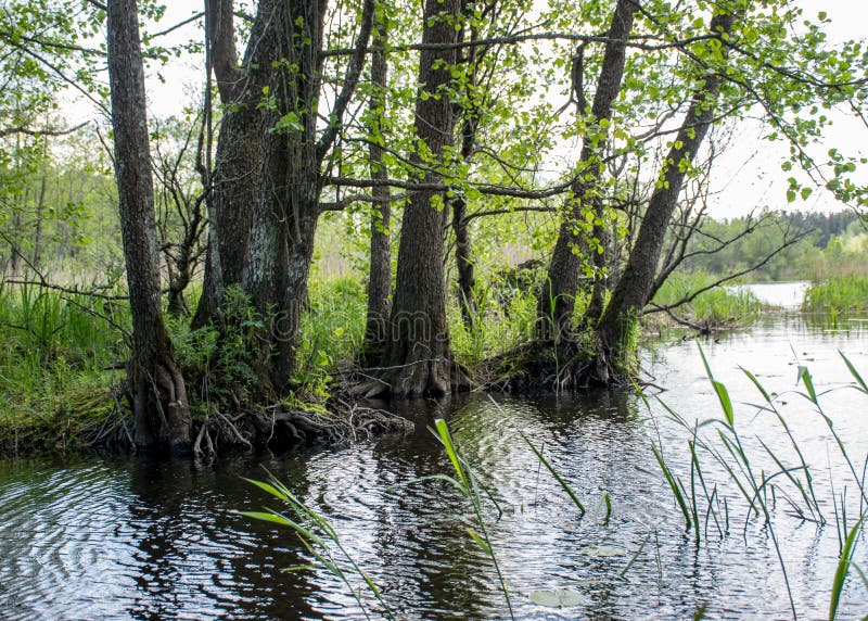Landscape with Old Tree Trunks in the Water, Abstract Reflections in ...