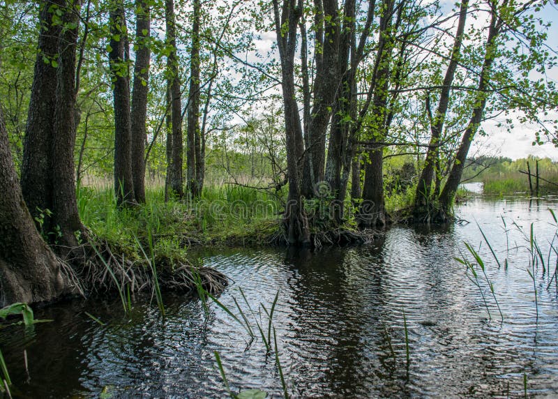 Landscape with Old Tree Trunks in the Water, Abstract Reflections in ...