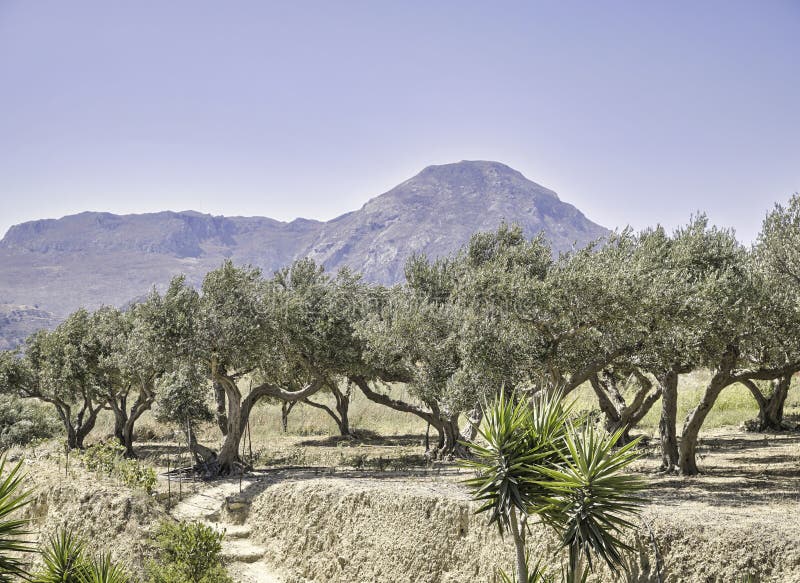 Landscape with Olive Trees Plantation in Front of Mountain Range Stock ...
