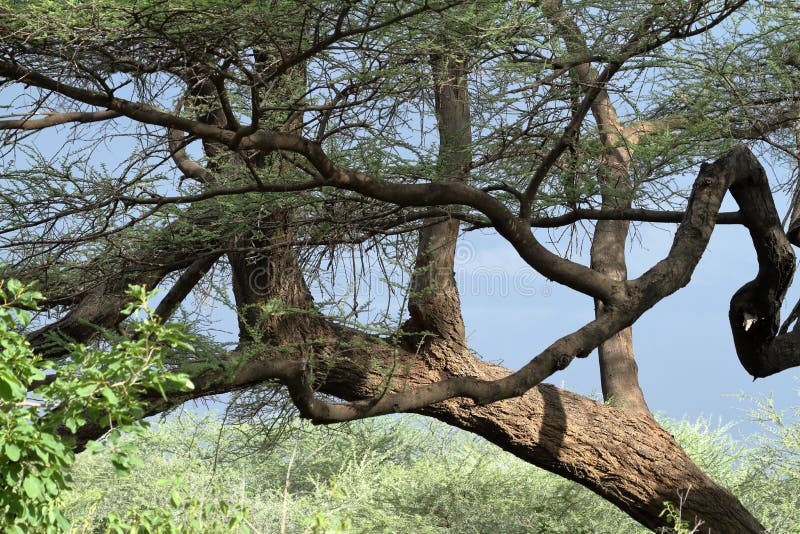 Landscape of Omo Valley in Ethiopia Stock Image - Image of jungle, tree ...
