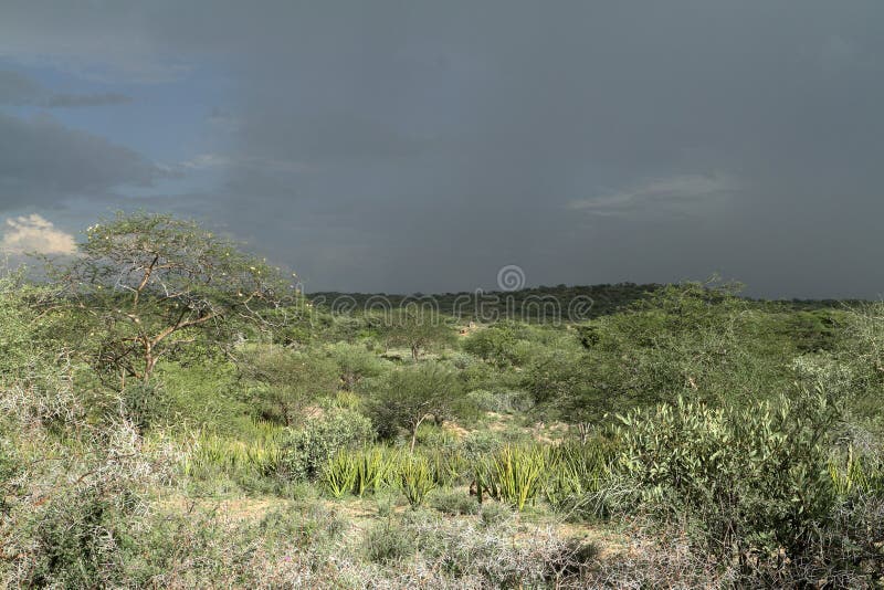 Landscape of Omo Valley in Ethiopia Stock Photo - Image of savannah ...